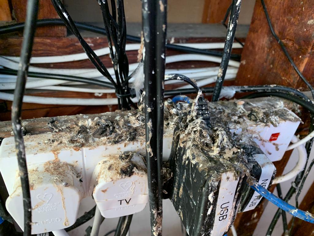 Emergency Guano cleaning in Hampshire - Portsmouth